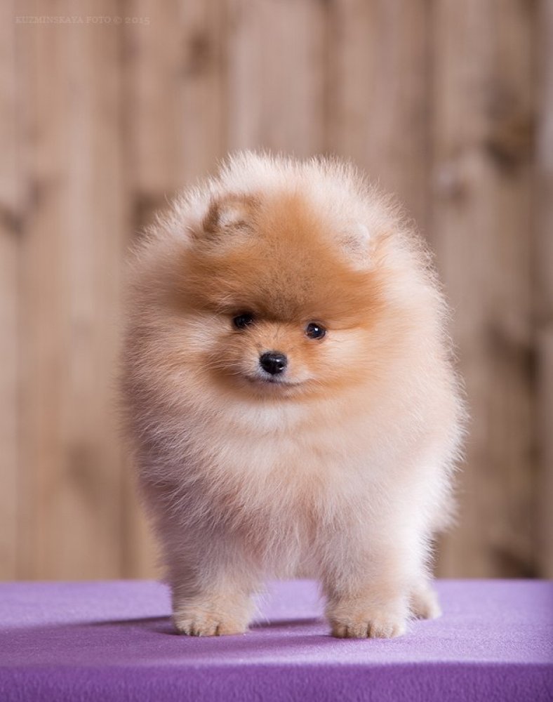 Oglas - Preslatki BOO Pomeranci - 1.00 € - Podgorica - Crna Gora ...